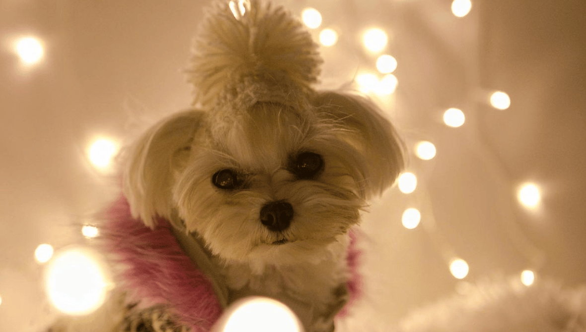 What Does Your Dog’s Sun Sign Say About Them? | Dog Spotted